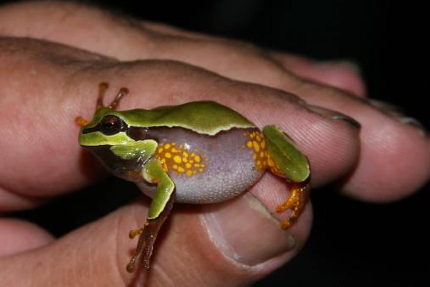 Pine Barrens Treefrog | NC Wildlife